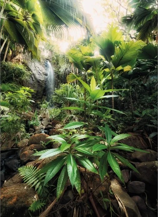 XXL2-527 Vliesová obrazová fototapeta Komar Spirit National Geographic  džungle, velikost 184x248 cm