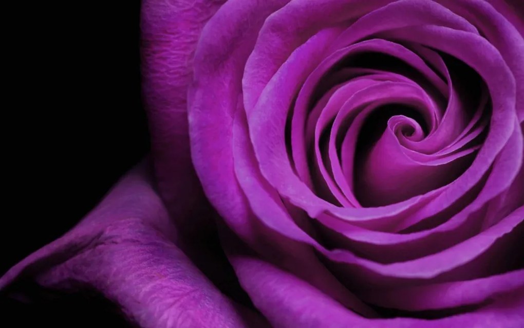InSmile ® Obraz na zeď - fialová růže Velikost: 150x100 cm