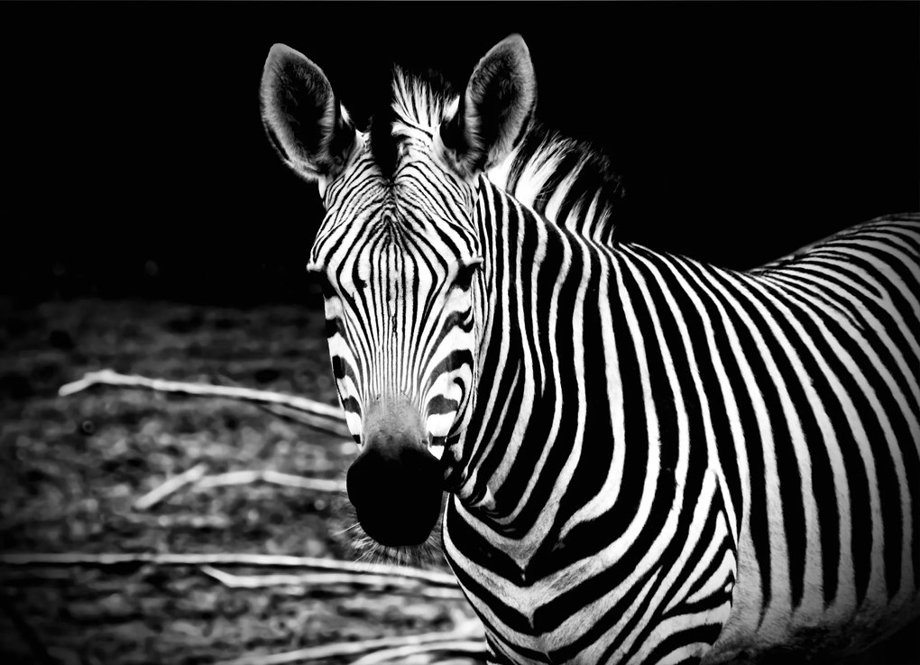 Malvis ® Tapeta Zebra Vel. (šířka x výška): 360 x 260 cm