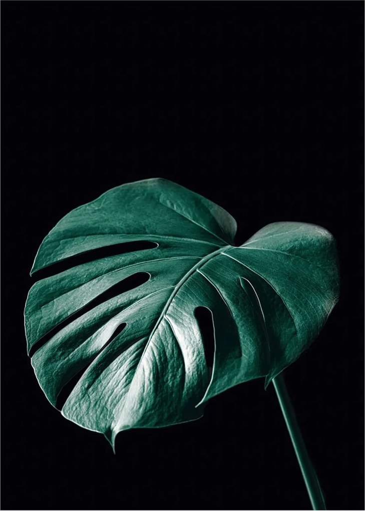 Plakát Dark Monstera