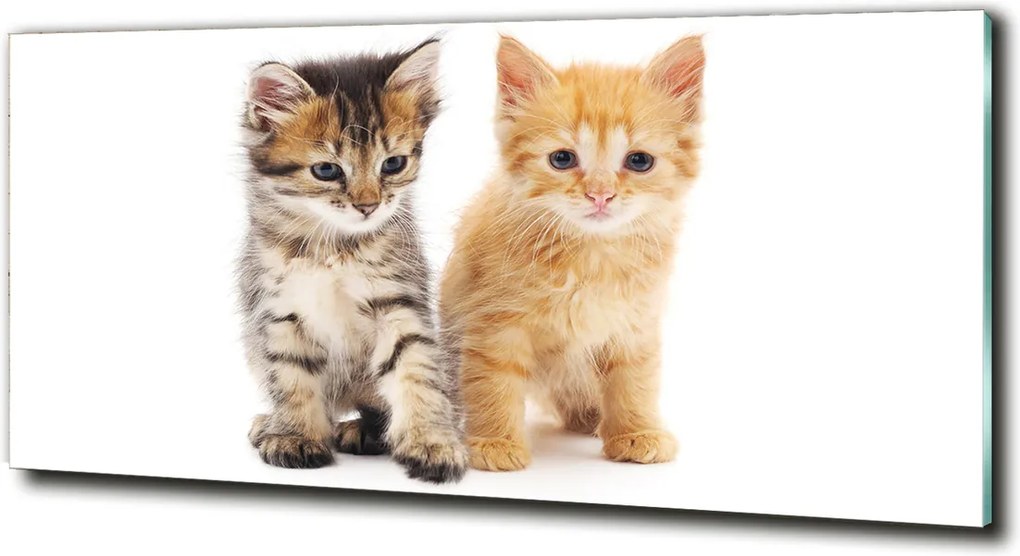 Foto-obrah sklo tvrzené Hnědá a červená kočka