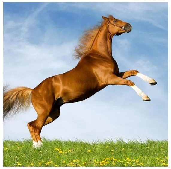 Obraz hnědého koně v pohybu  (30x30 cm), 40 dalších rozměrů