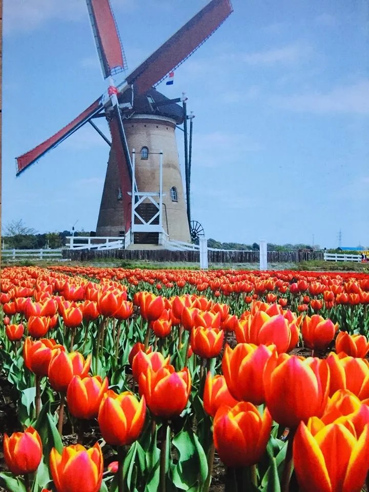 Dejtonazed Obraz Holandský mlýn a červené tulipány 70 x 50 cm