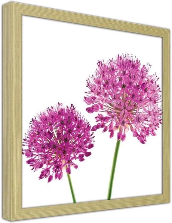 CARO Obraz v rámu - Pink Flower Of Garlic 100x100 cm Přírodní