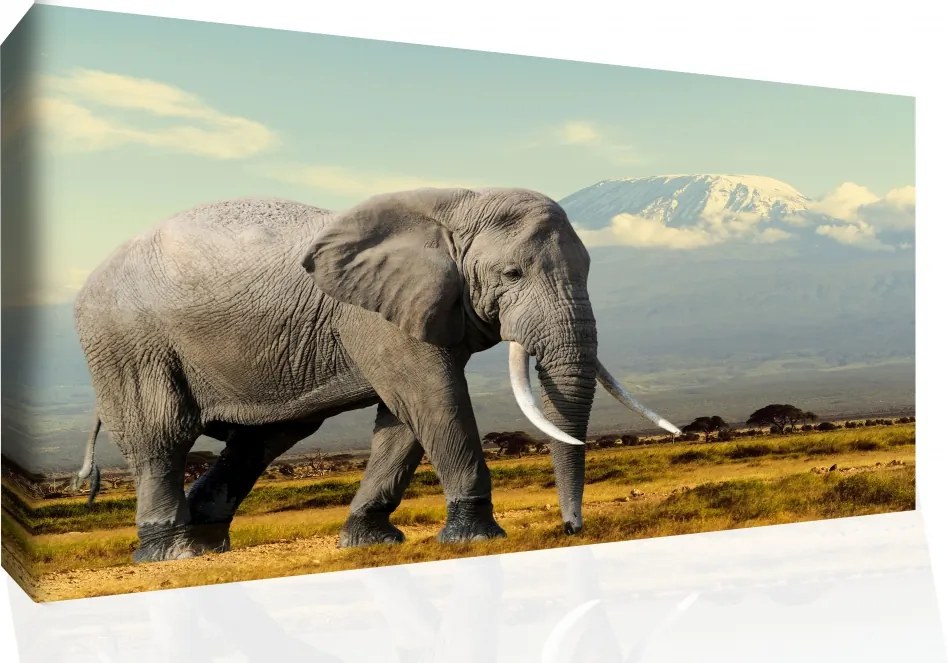 Obraz na plátně - slon u hor (90x60 cm) - InSmile ®
