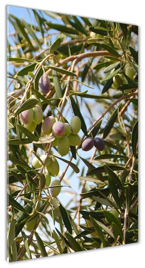 Wallmuralia Fotoobraz na skle Olivy na stromě 60x120 cm