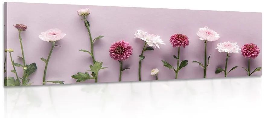 Obraz kompozice růžových chryzantém Varianta: 120x40