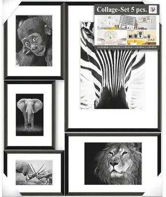 Obrazy na zeď 5-dílů černo-bílý WildAfrica