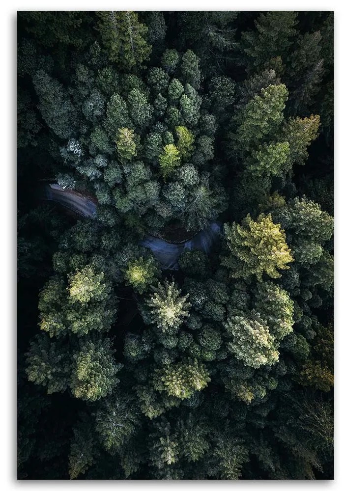 Gario Obraz na plátně Vysoké stromy - Nikita Abakumov Rozměry: 40 x 60 cm
