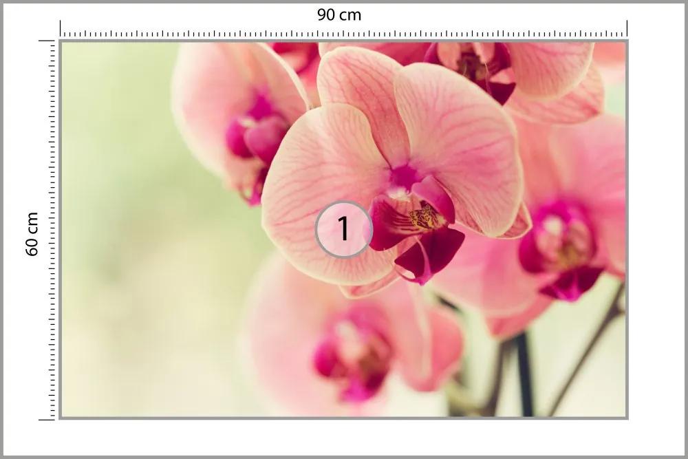 Fototapeta Krásná Orchidej Omyvatelný vlies 315x210