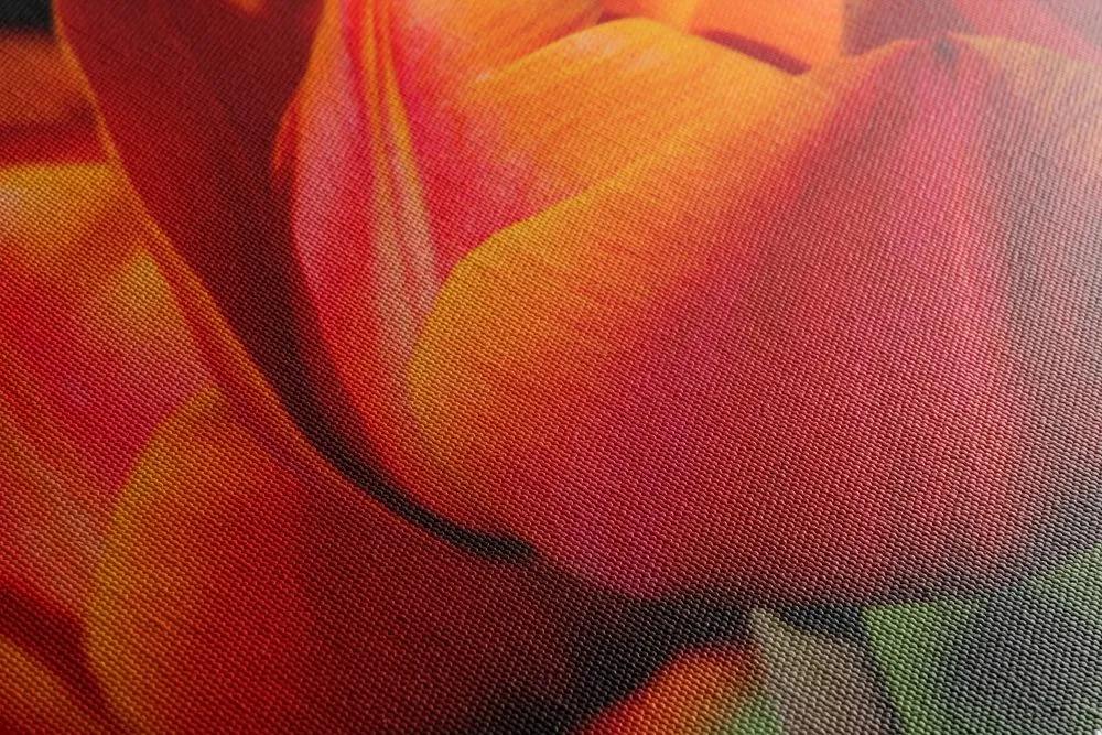 Obraz nádherné tulipány na louce Varianta: 120x80