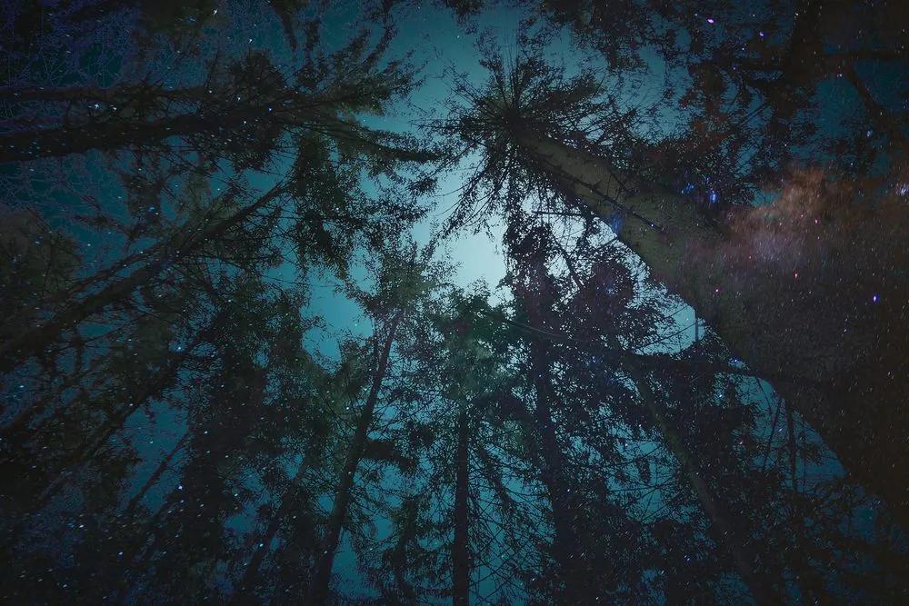 Obraz noc v lese Varianta: 60x40