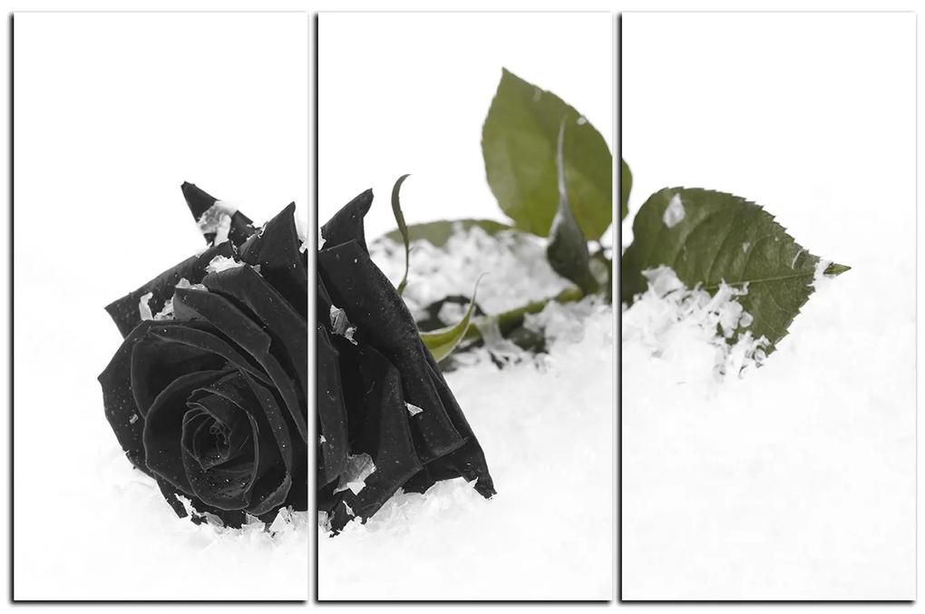 Obraz na plátně - Růže na sněhu 1103QB (135x90 cm)