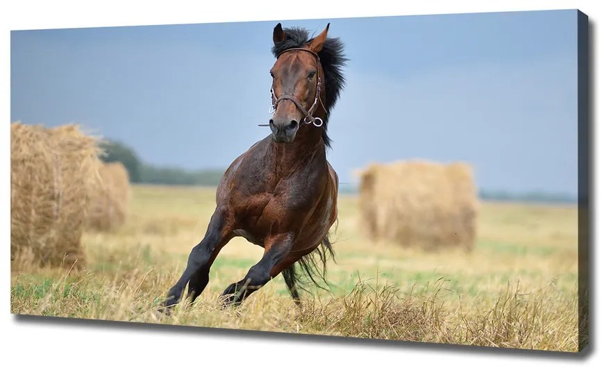 Wallmuralia Foto obraz na plátně Kůň ve cvalu 120x60 cm