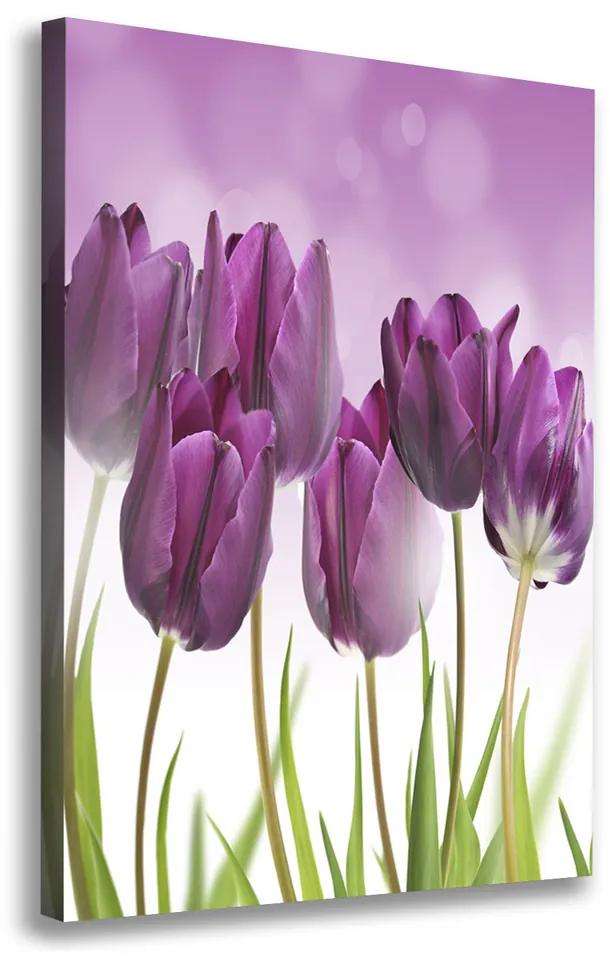 Wallmuralia Foto obraz na plátně Fialové tulipány 70x100 cm