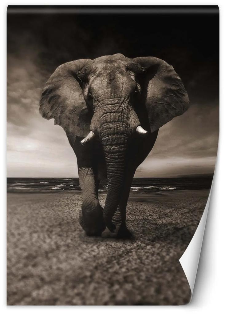 Gario Fototapeta Tmavý slon Materiál: Vliesová, Rozměry: 100 x 140 cm