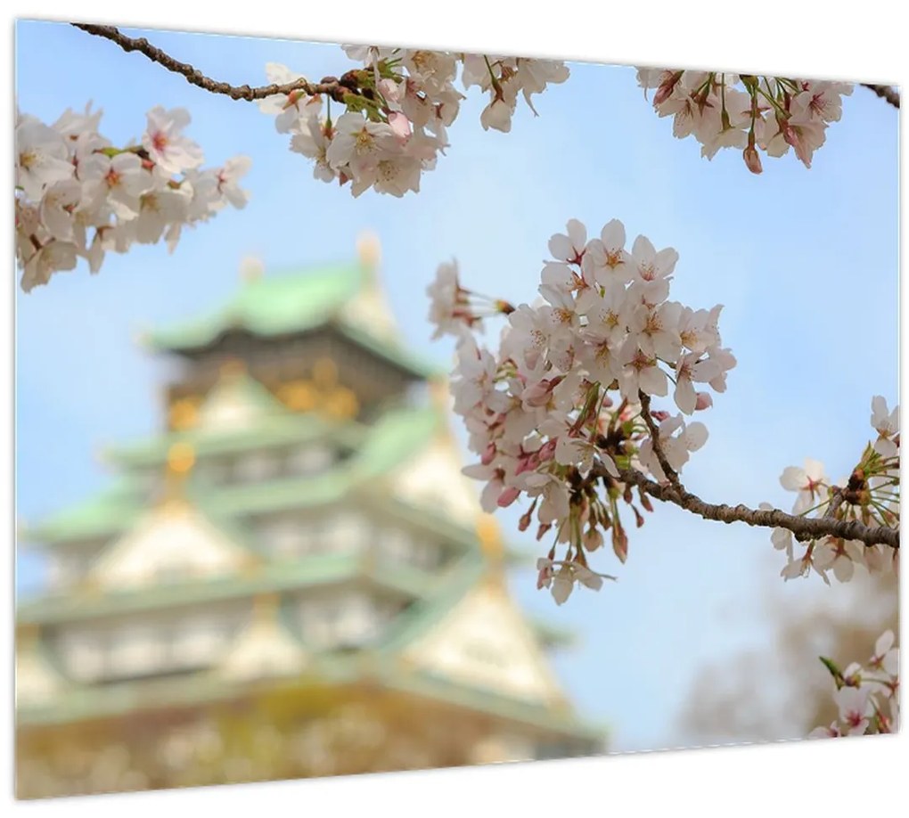 Skleněný obraz - Sakura (70x50 cm)