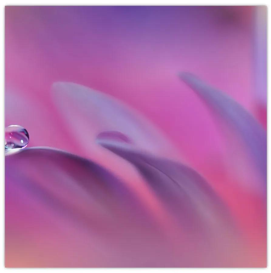 Obraz - Kapka na květu (30x30 cm)