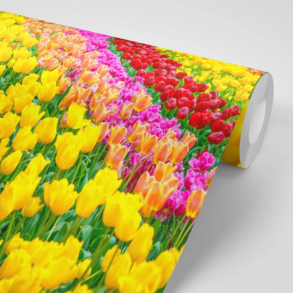 Samolepící fototapeta zahrada plná tulipánů