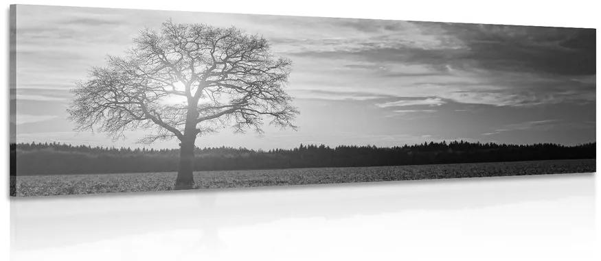 Obraz osamělého stromu v černobílém provedení