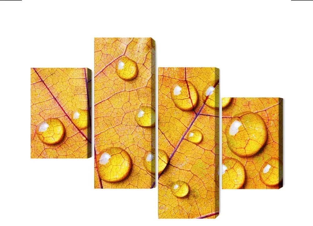 Vícedílný obraz Kapky Vody Na Podzimní Listí Makro Nedostatek Nedostatek Plátno Canvas 240x150