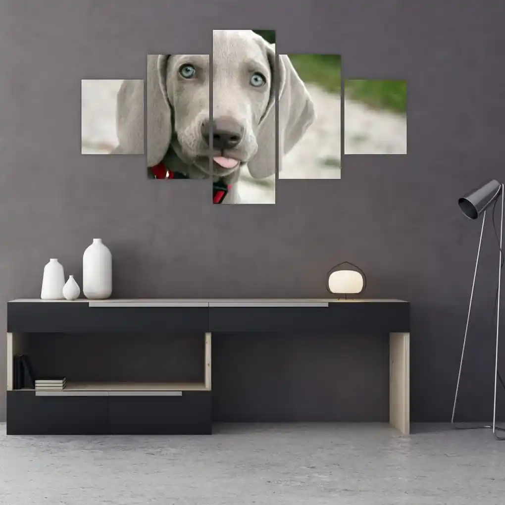 Obraz - štěně výmarský ohař (125x70 cm), 40 dalších rozměrů | BIANO