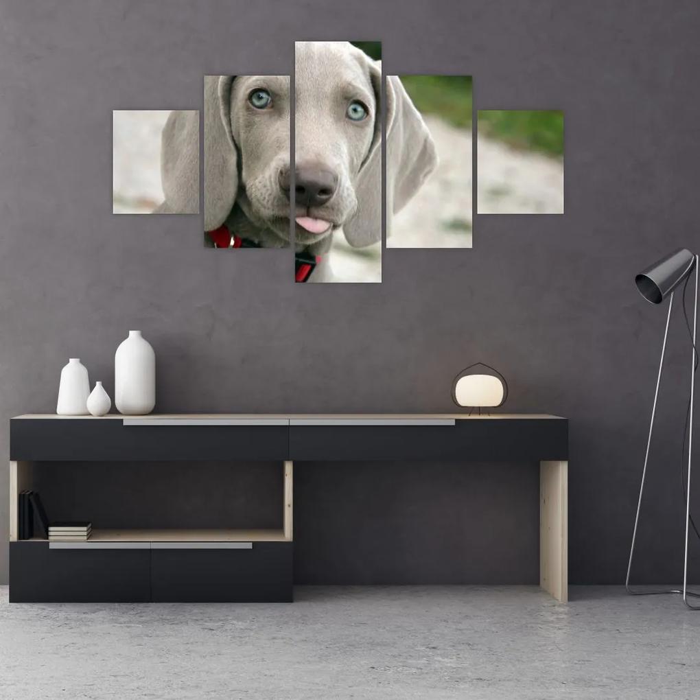 Obraz - štěně výmarský ohař (125x70 cm)