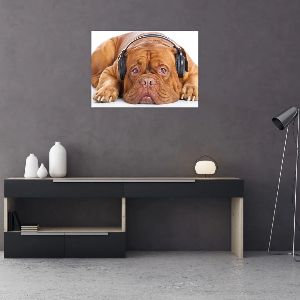 Obraz psa se sluchátky (70x50 cm)