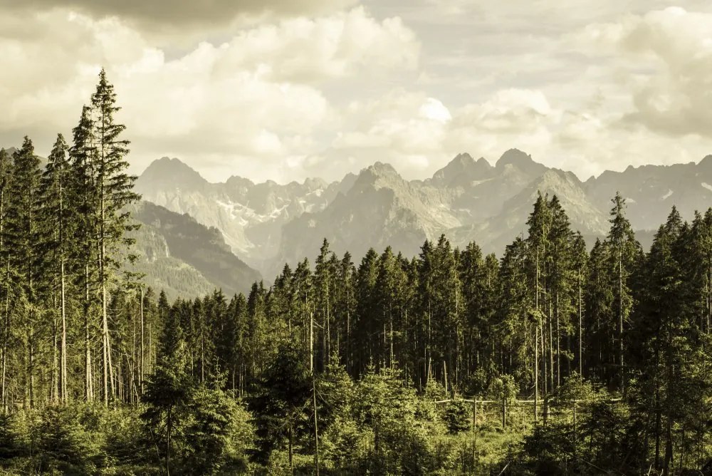 Fototapeta Lesní Hory Omyvatelný vlies 104x70.5