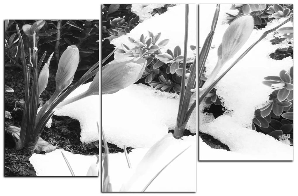Obraz na plátně - Časné jarní květiny 1242QD (135x90 cm)