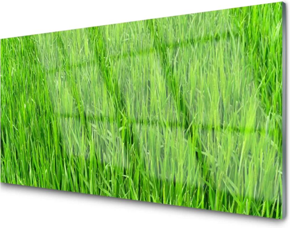 Plexisklo obraz Zelená Tráva Příroda Trávník