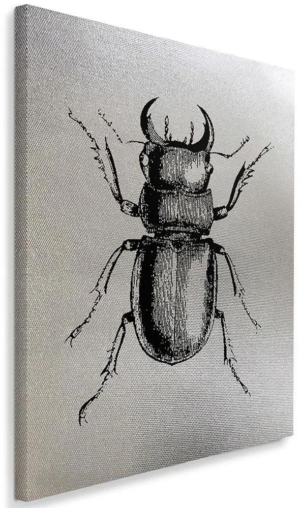 Obraz na plátně Brouk Hmyz - 70x100 cm