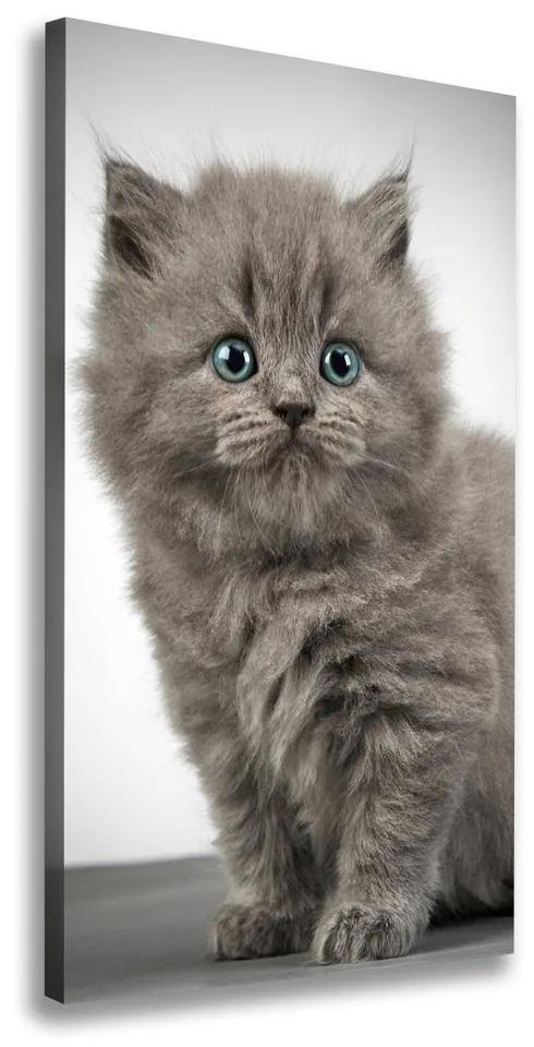 Wallmuralia Foto obraz na plátně Šedá a britská kočka 70x140 cm