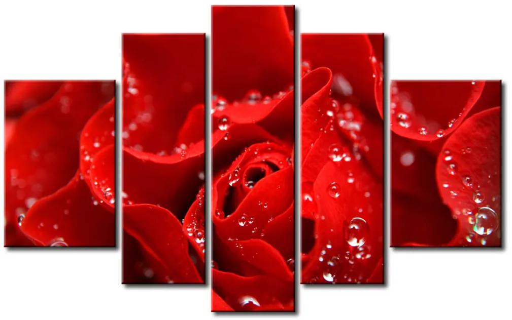 Obraz Polibek červené růže II