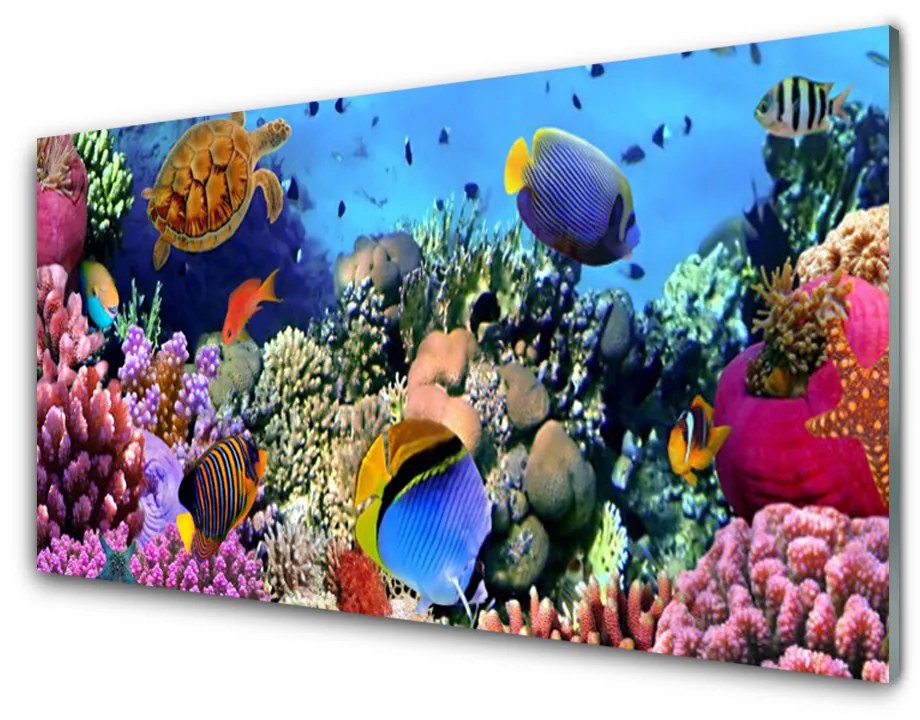 Obraz na skle Korálový Útes Příroda 140x70 cm