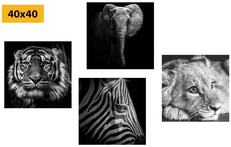 Set obrazů divoká zvířata v černobílém provedení Varianta: 4x 60x60