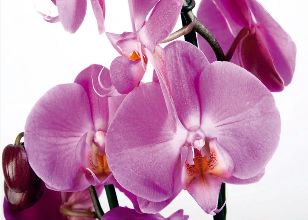 Fototapeta na míru Fialová Orchidej | Vliesová fototapeta na zed' | DFTNS2459