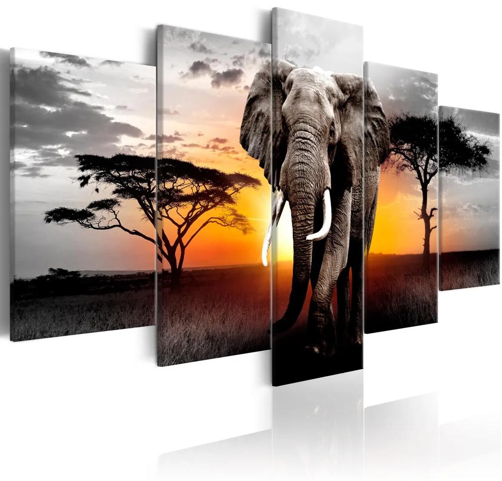Murando DeLuxe Pětidílný obraz slon Velikost (šířka x výška): 100x50 cm
