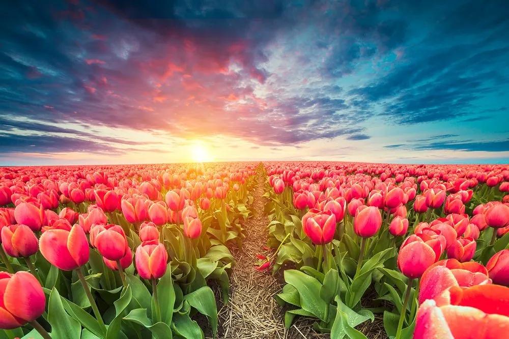 Samolepící tapeta východ slunce nad loukou s tulipány - 150x100 cm
