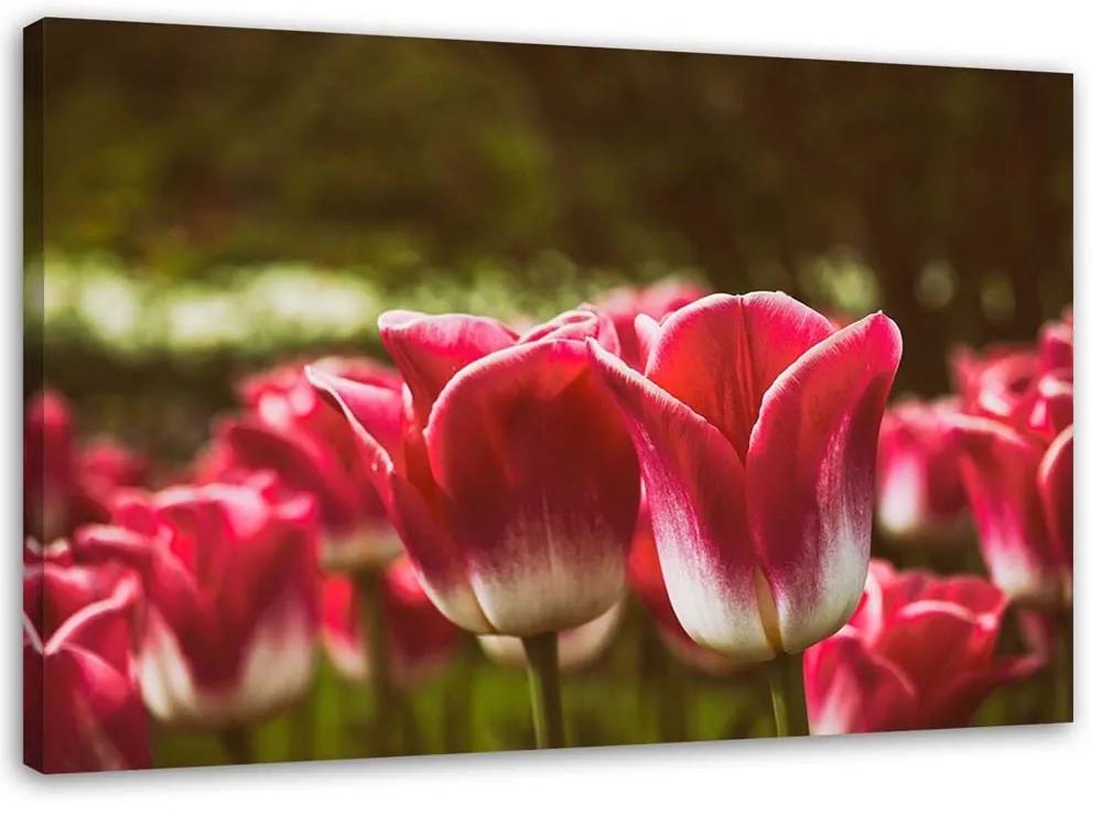 Obraz na plátně Květ červeného tulipánu - 60x40 cm