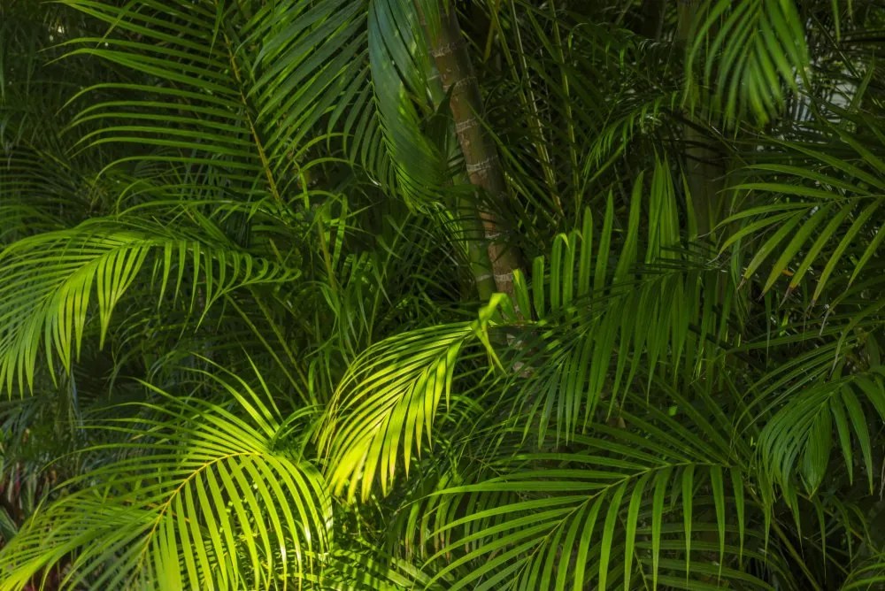 Fototapeta Palmové Listy Omyvatelný vlies 300x210