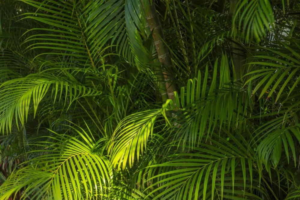 Fototapeta Palmové Listy Omyvatelný vlies 90x60