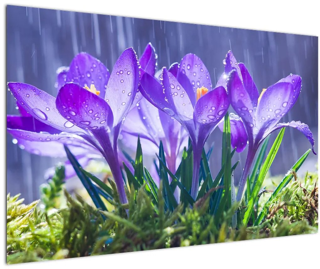Obraz květin v dešti (120x80 cm), 40 dalších rozměrů