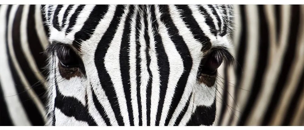 Vliesová fototapeta Zebra 375 x 150 cm panoramatická + lepidlo zdarma / MP-2-0234 vliesové fototapety na zeď DIMEX