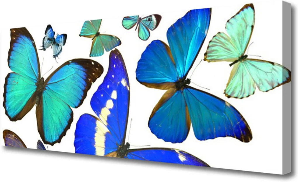 Obraz na plátně Skleněný Motýli Příroda