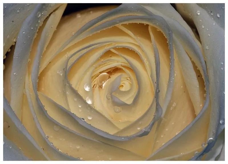 Obraz bílé růže (70x50 cm), 40 dalších rozměrů