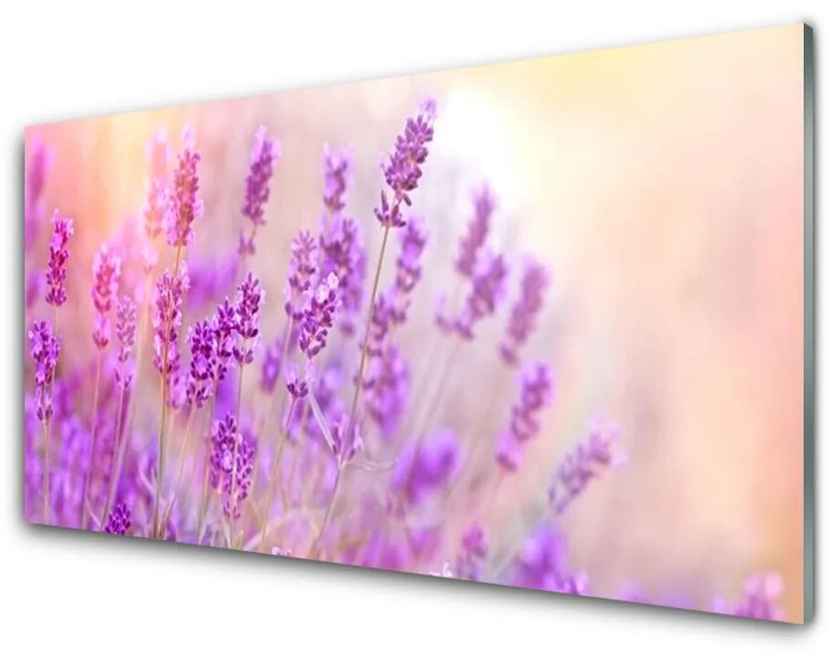 Obraz na skle Levandulové Pole Slunce Květiny 100x50 cm