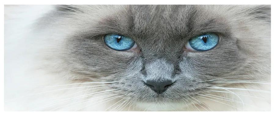 Wallmuralia Foto obraz akrylové sklo Kočka modré oči 125x50 cm