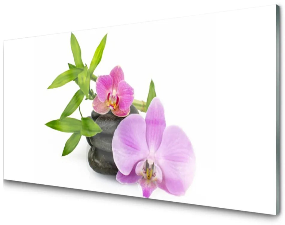 Skleněný obraz Květ Kameny Rostlina