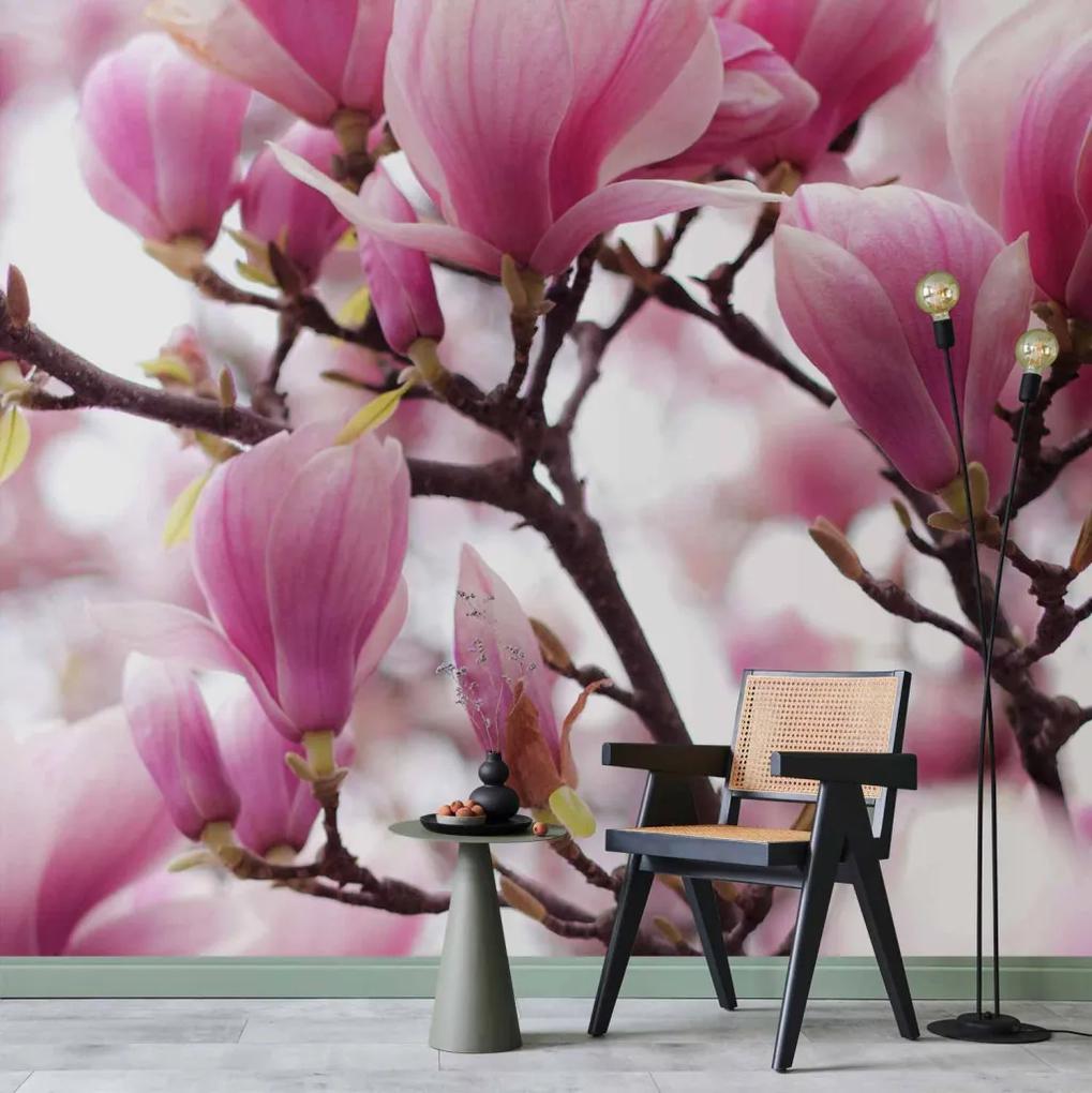 Fototapeta Magnolia bloosom